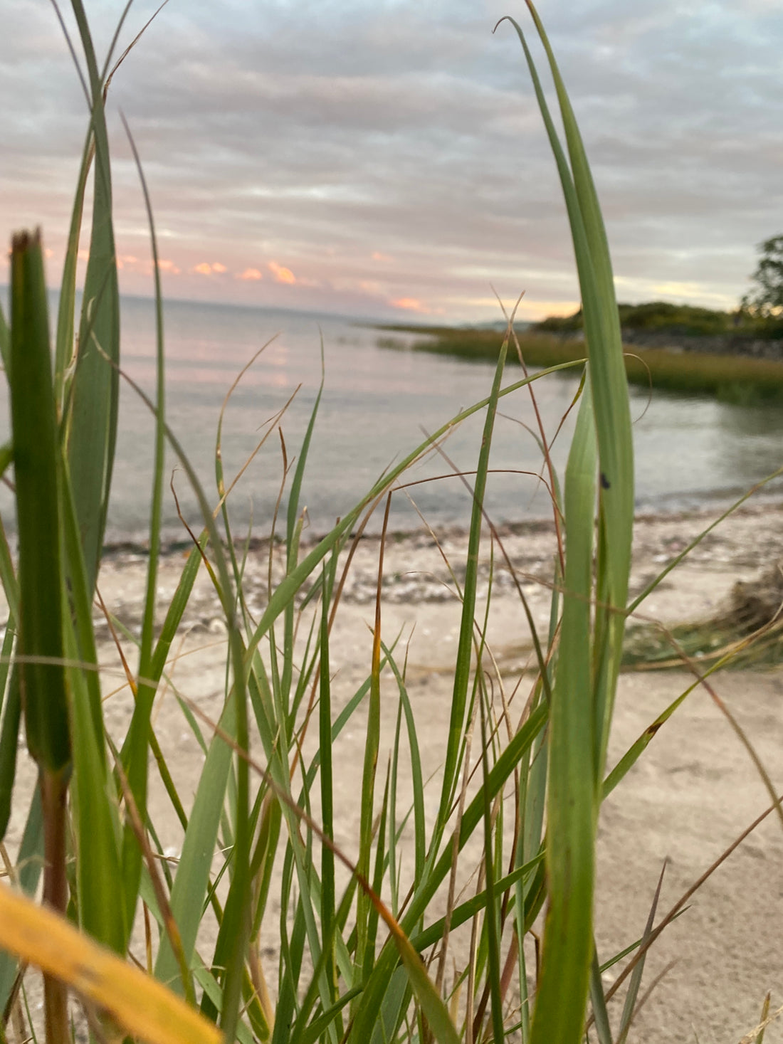 Sustainability Commitment – Algae Art Studio