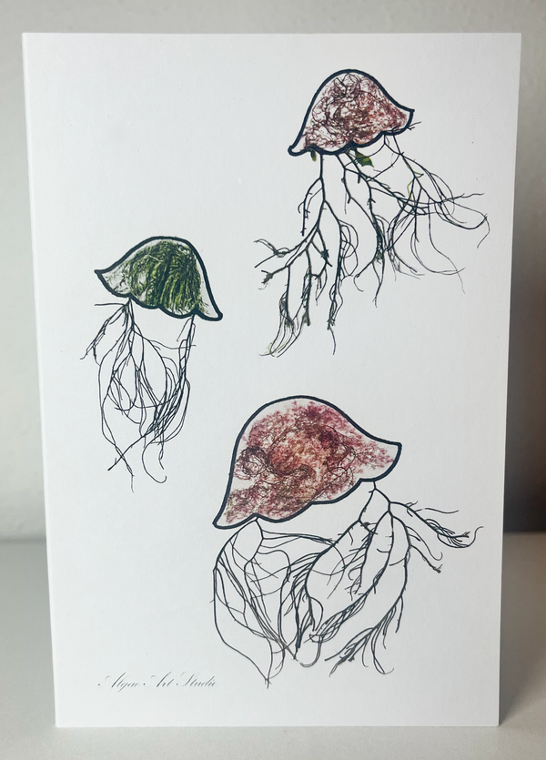 Jellyfish Greeting Cards – Algae Art Studio